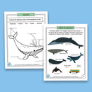 Nature, Gratitude, Mindset - Whales Activity Pack (Ages 4+) – Gumboot Kids